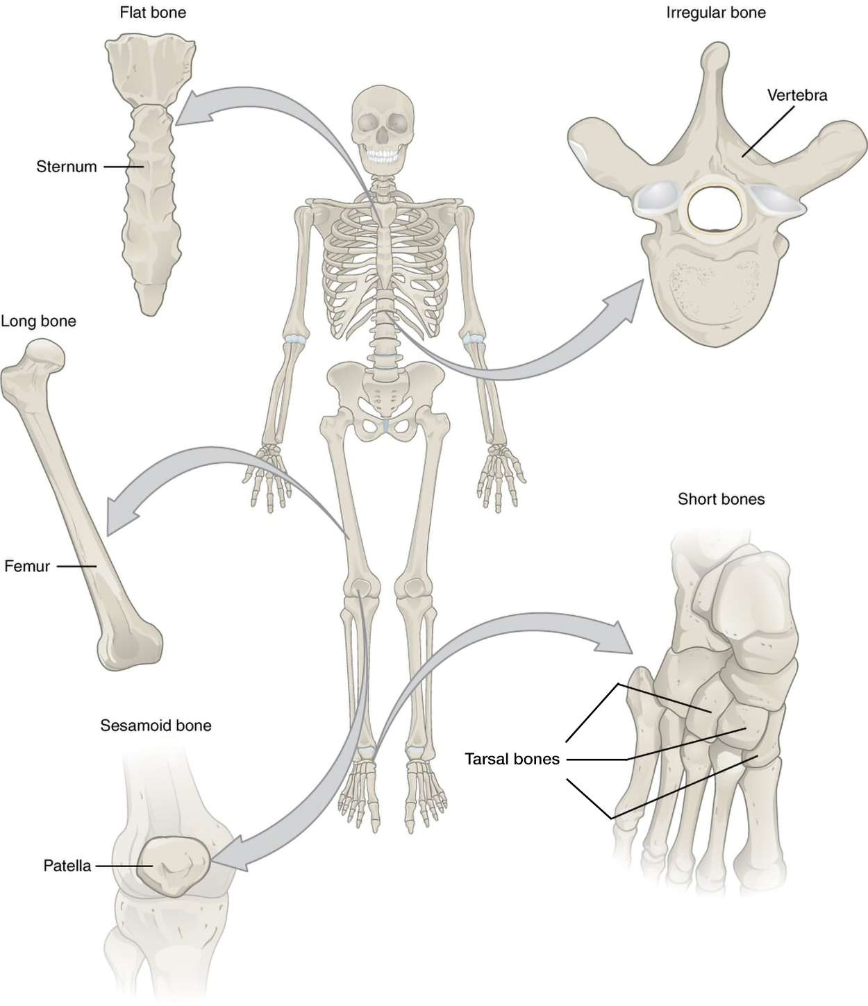 Bone Anatomy and Common Terms Tutorial | Sophia Learning