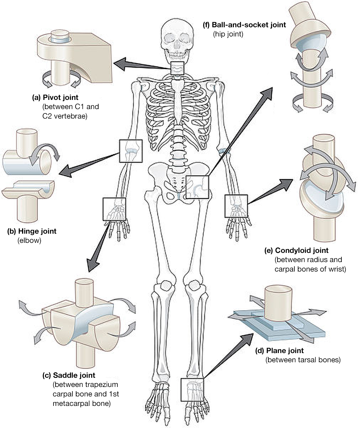 Joints and Articulations Tutorial | Sophia Learning