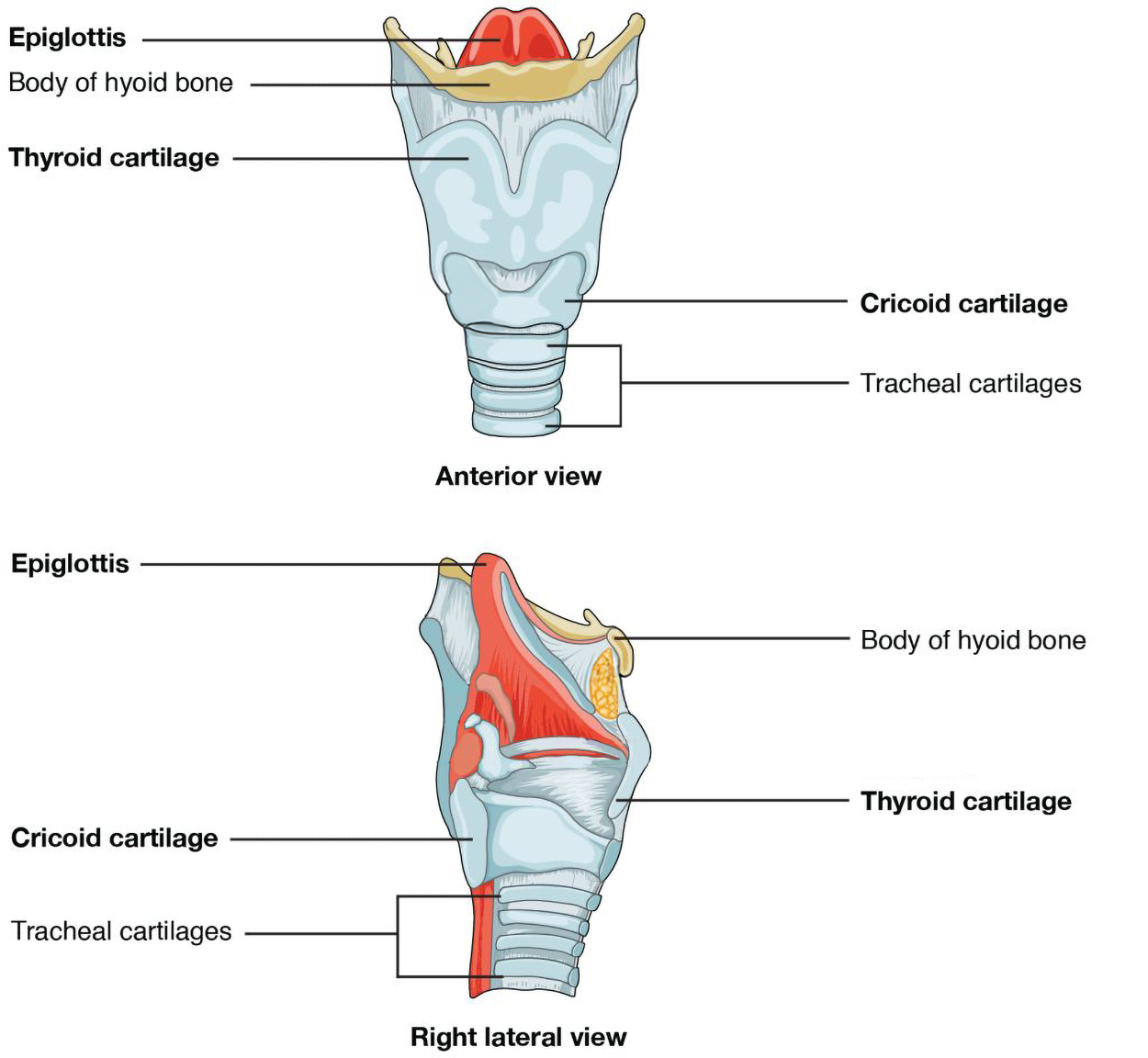 Anatomy of the Airways, Lungs, and Diaphragm Tutorial | Sophia Learning