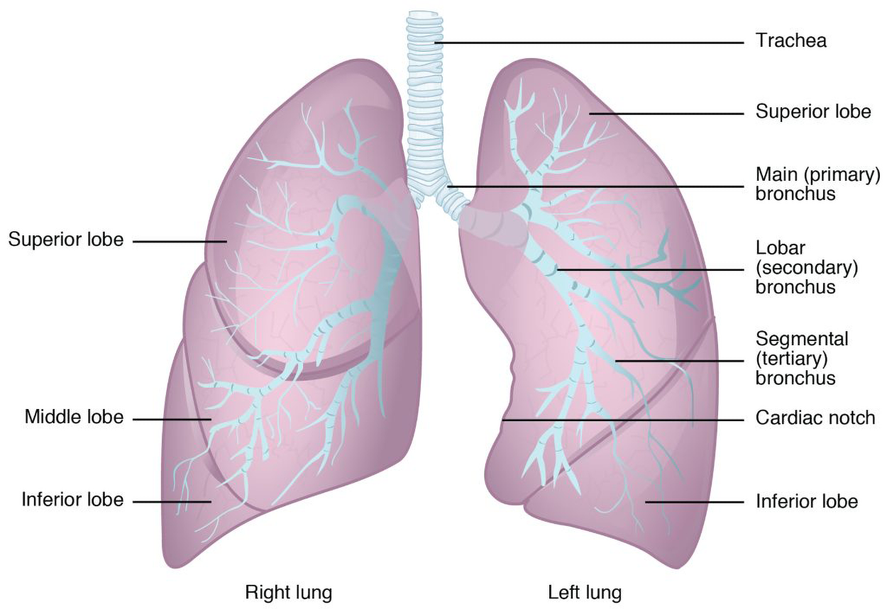 Anatomy of the Airways, Lungs, and Diaphragm Tutorial | Sophia Learning