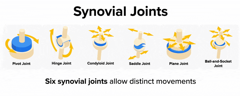 Joints and Articulations Tutorial | Sophia Learning