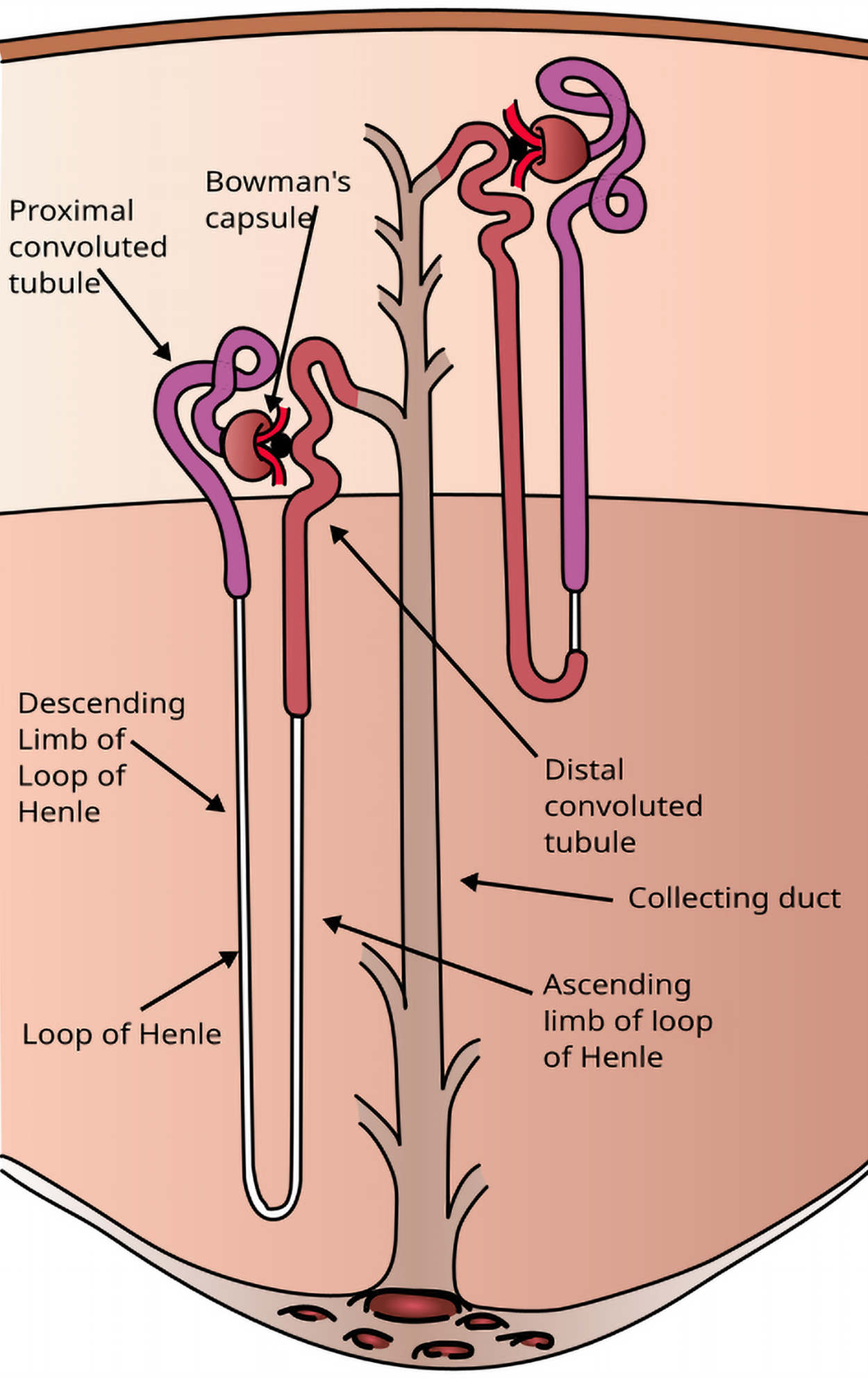 Urinary System Terminology Tutorial | Sophia Learning