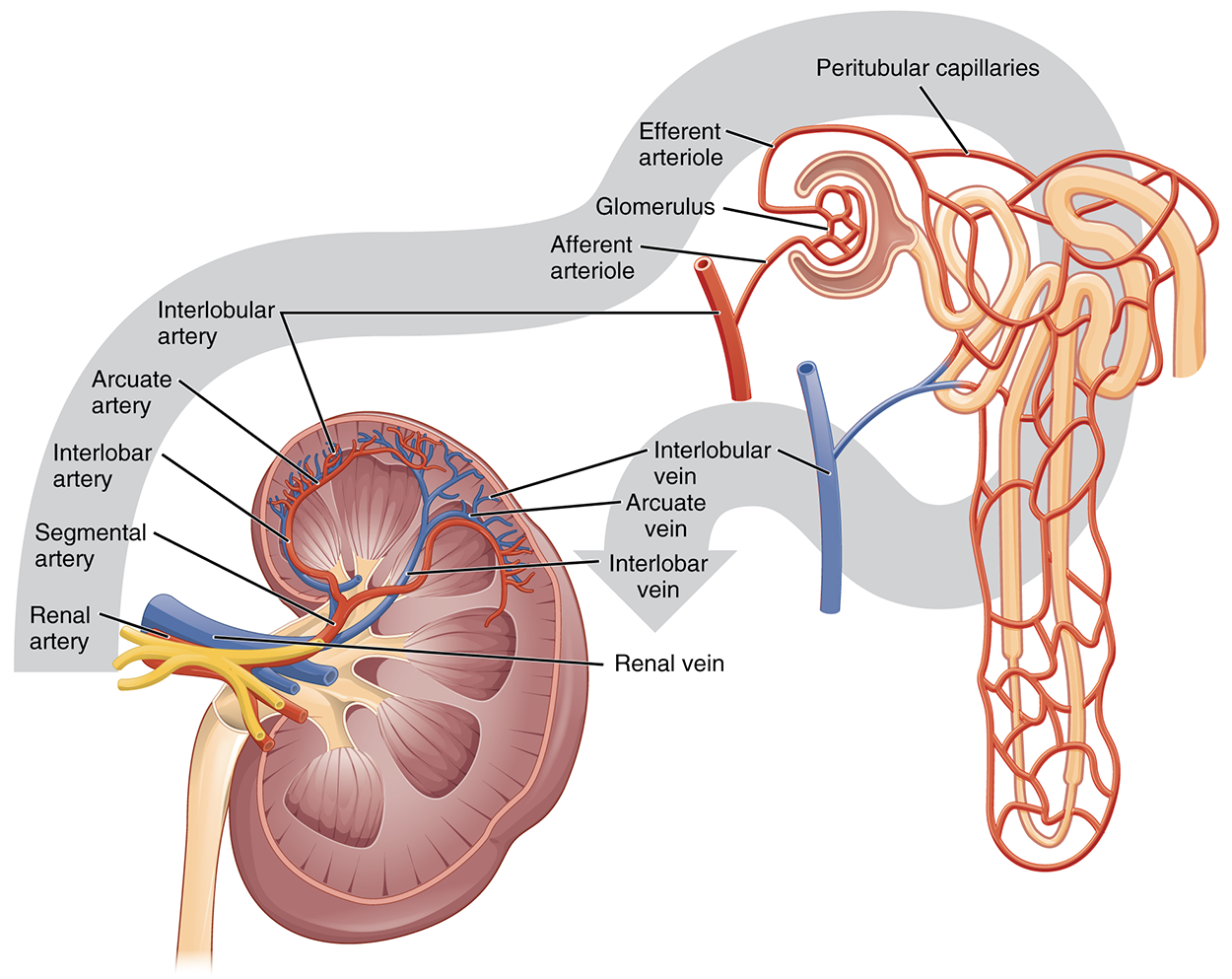 Kidneys, Ureters, Bladder, and Urethra Anatomy Tutorial | Sophia Learning