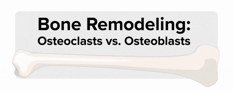 Bone Anatomy and Common Terms Tutorial | Sophia Learning