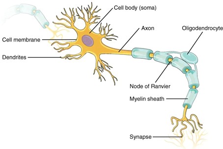 Nervous System Terminology Tutorial | Sophia Learning
