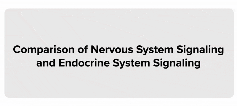 Endocrine System Terminology Tutorial | Sophia Learning