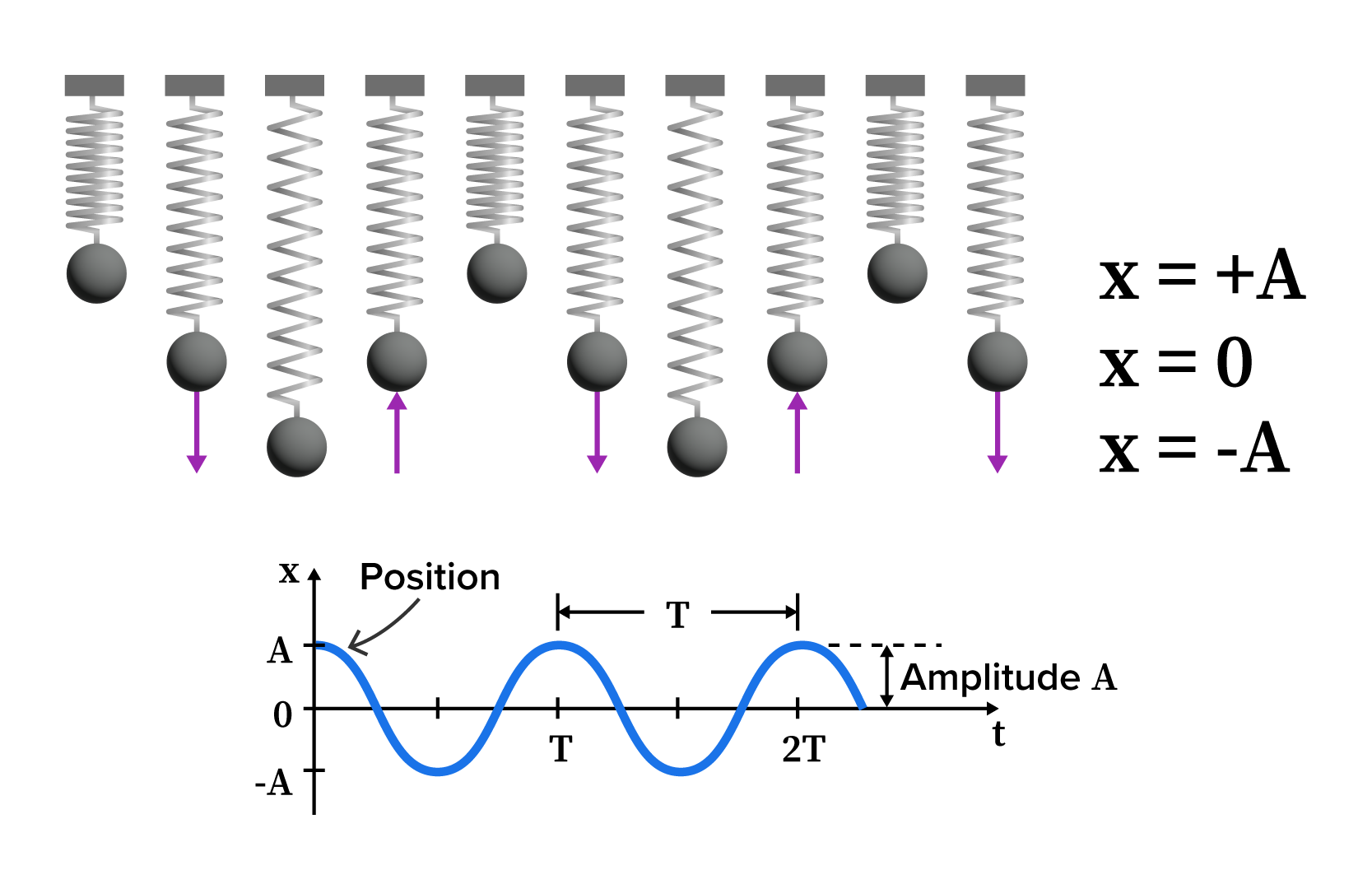 Simple Harmonic Motion of a Mass Attached to a Spring Tutorial | Sophia ...