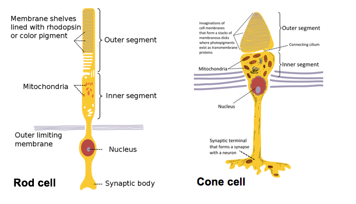 Vision Tutorial | Sophia Learning
