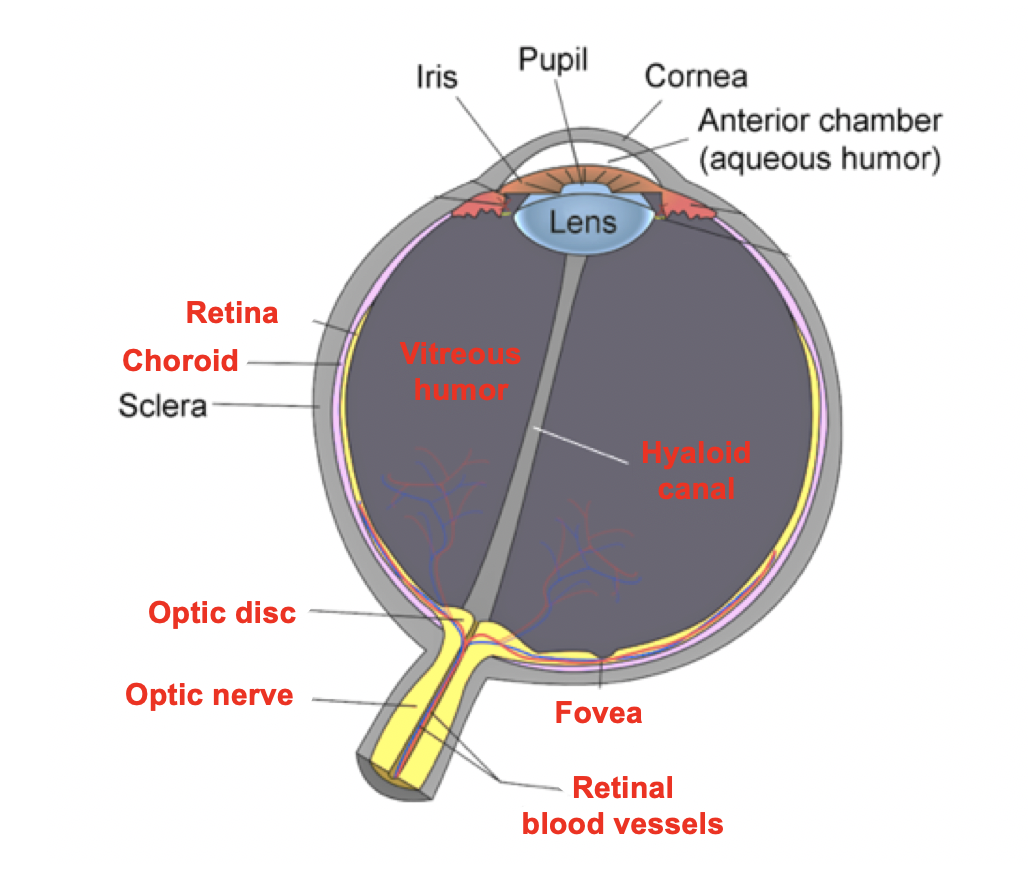 Vision Tutorial | Sophia Learning